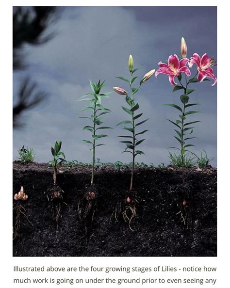 Flower Growing Stages Lily Seed Flower Growth Stages Growing Lilies