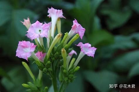 烟草是不是我国原产？起源何地？花烟草和烟草花有什么区别？ 知乎