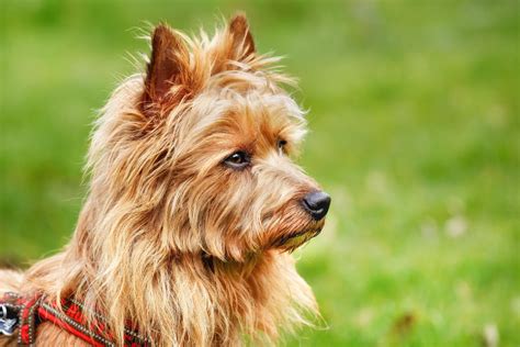 Australian Terrier Dogs
