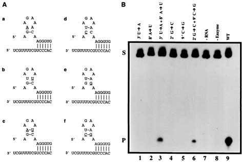 A Rna Constructs Used To Investigate The Effects Of Mutations In The