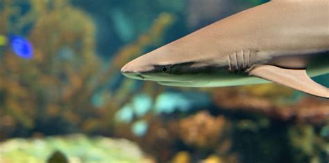 Shark Reef Aquarium At Mandalay Bay Las Vegas Book Tickets And Tours