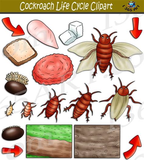 Cockroach Life Cycle Clipart By I 365 Art Clipart 4 School Tpt
