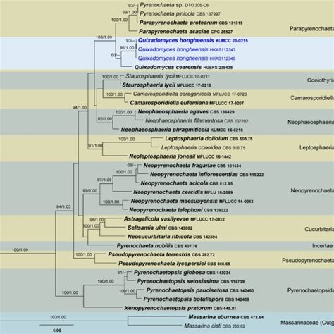 Raxml Tree Based On A Combined Dataset Of Partial Lsu Its Rpb2 Act Download Scientific