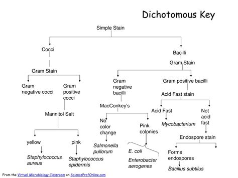 Ppt Dichotomous Key Powerpoint Presentation Free Download Id 1408413