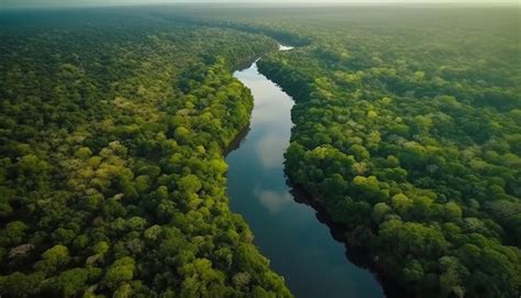 Fotos Floresta Amazônica 94000 Fotos De Arquivo Grátis De Alta Qualidade