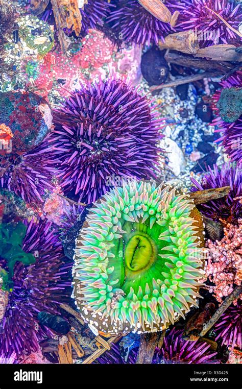 Low Tide Intertidal Zone With Green Anemone Purple Sea Urchins And