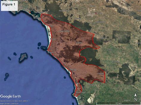 Australian Wombat Distribution With Maps And Detailed Explanation