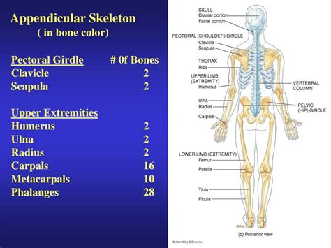 PPT Functions Of The Skeletal System PowerPoint Presentation Free Download ID
