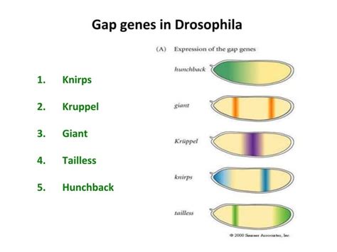 Genetic Regulation N Drosophila Development Pptx
