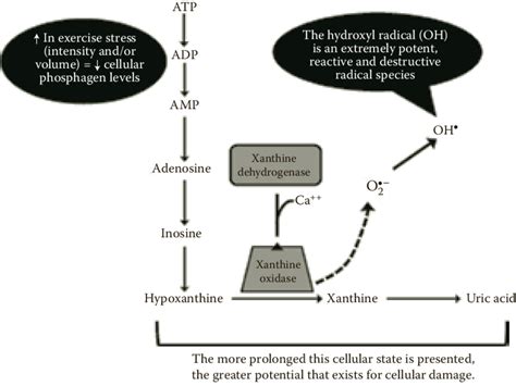 3 Xanthine Oxidase Pathway And Production Of Superoxide And Hydroxyl