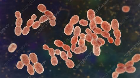 Rhodotorula Fungi Illustration Stock Image F0376724 Science