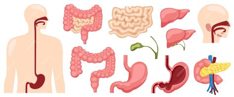 Premium Vector Human Digestive System Medical Illustration For Doctoral Training Curriculum