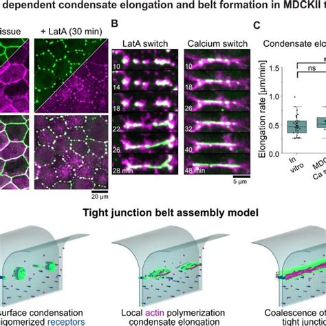 Actin Dependent Elongation Of Junctional Condensates In Epithelial