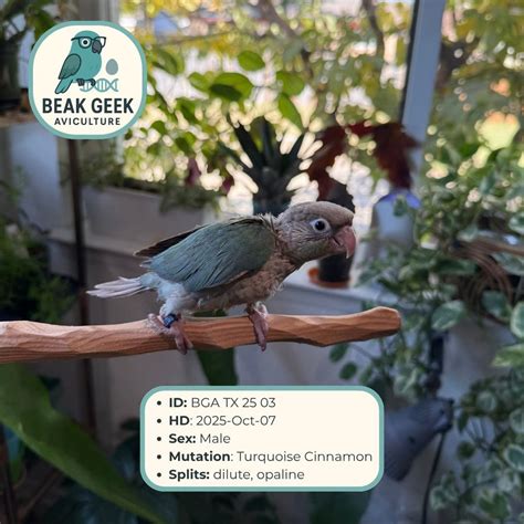 Beak Geek Aviculture Arlington Tx