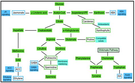 Metabolic Pathway Of Natural Antioxidants Antioxidant Enzymes And Ros