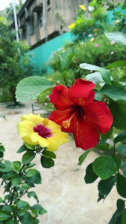 Hibiscus Love 🌺 Hibiscus Flowers From My Garden Flowers Garden