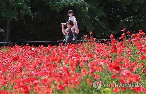 만개한 붉은 양귀비꽃 연합뉴스