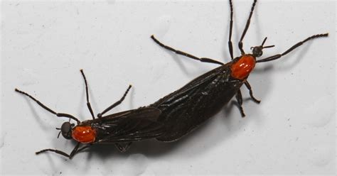Lovebugs Are They Gone For Good Campus Life