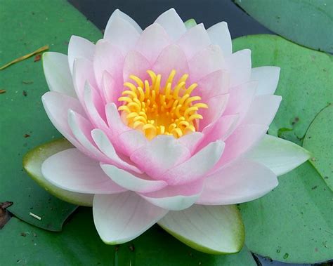 American White Water Lily | Scientific Name: Nymphaea odorat… | Flickr ...