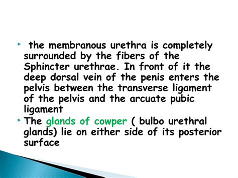 Anatomy Of Male Urethra Ppt