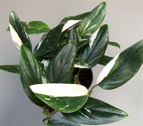 Monstera Standleyana Albo Variegata Artofit