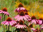 25 Top Notch Plants Perfectly Suited For Clay Soil Gardens