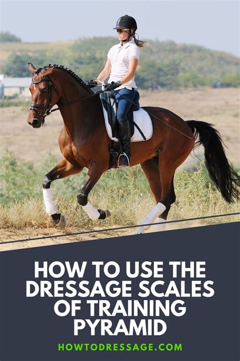 Dressage Training Artofit