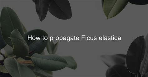 How To Propagate Ficus Elastica Ficus To Life