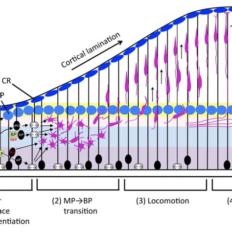 Schematic Representation Of The Neuronal Differentiation And