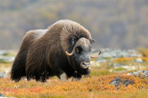 Jotunheimen National Park National Parks Association