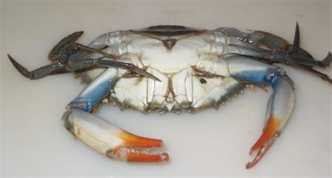 How To Prep Cook Soft Shell Crabs Lauren Conrad