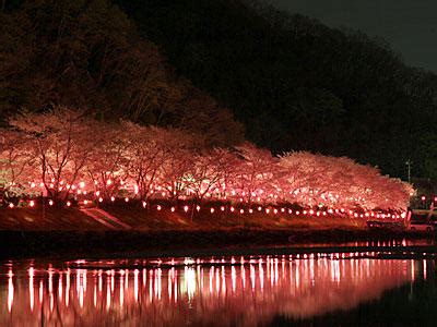 井原桜まつり井原堤井原堤4月イベント情報井原市観光協会岡山県井原市の観光情報観光案内 Ibara Tourist Information