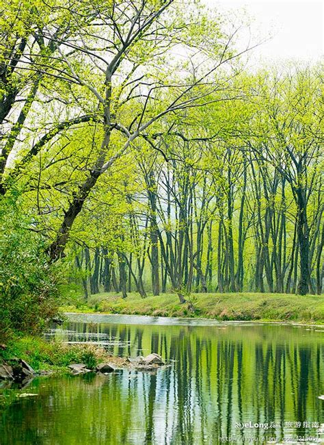 河南新县·六旬老人和他的十里枫杨林 泡鱼儿旅游攻略 花瓣网