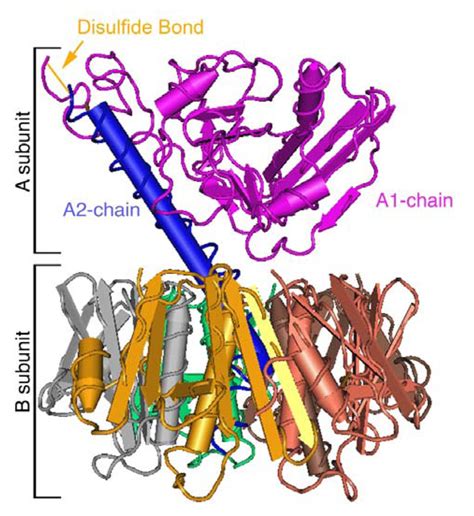 Cholera Toxin An Intracellular Journey Into The Cytosol By Way Of The