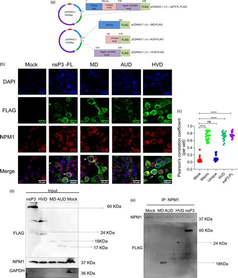 Host Factor Nucleophosmin 1 Npm1 B23 Exerts Antiviral Effects Against Chikungunya Virus By Its