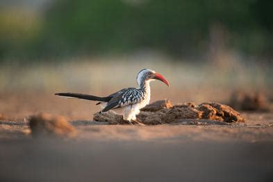 Klerksdorp S Tourist Attractions North West South Africa