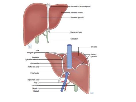 Hepatobiliary Imaging Anatomy Radiology