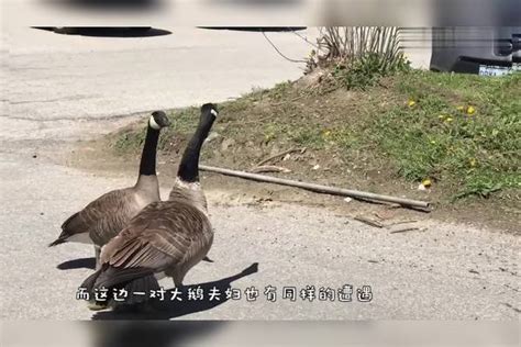 大鹅夫妇带宝宝外出散步，不料一只老鹰俯冲而下老鹰俯冲宝宝