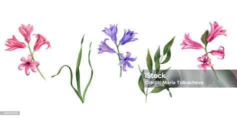 흰색 배경에 분리된 수채화 히아신스 세트 발렌타인 데이 청첩장 생일 및 어머니의 날 카드 지문 및 다양한 장식에 대한 삽화 0