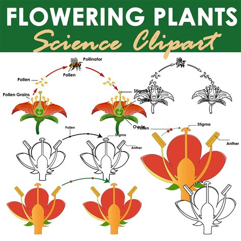 Flowering Plant Life Cycle Clipart Fertilization Germination And Pollination Made By Teachers
