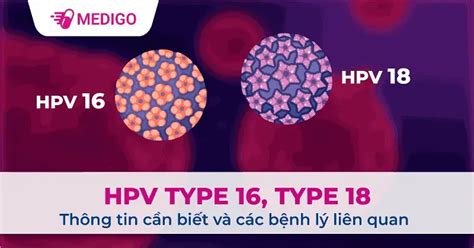 Hpv Type 16 Type 18 Thông Tin Cần Biết Và Các Bệnh Lý Liên Quan