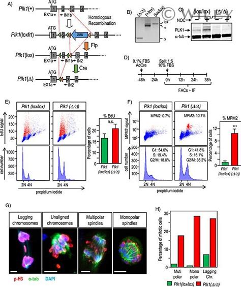 Plk1 Antibody 33 1700