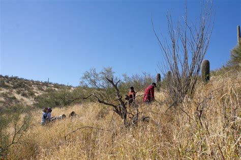 Save A Saguaro Tucson Community Fights Buffelgrass Desert Diaries