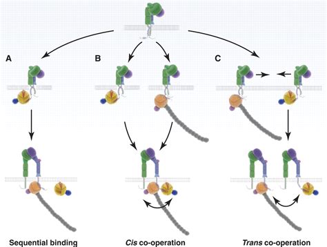 The Tail Of Integrins Talin And Kindlins Science