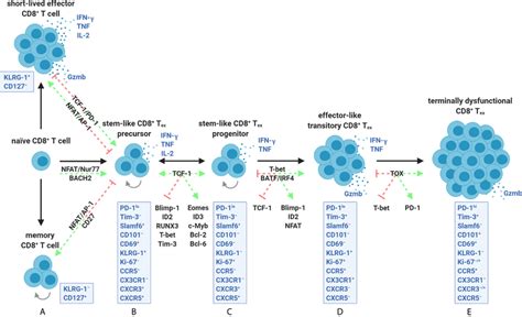 The Cd8⁺ T Cell Exhaustion Lineage Is Comprised Of A Continuum Of Download Scientific Diagram