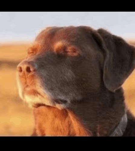 Cooked Dog Meme Meme Cooked Dog Meme Discover And Share S
