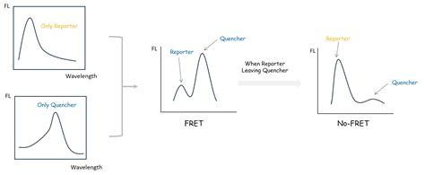 Dual Labeled Probes Rna Boc Sciences