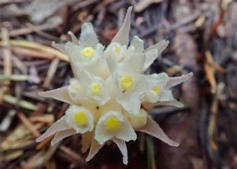 Hemitomes Congestum Gnome Plant 10000 Things Of The Pacific Northwest