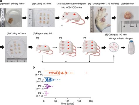 Flowchart Of The Patient Derived Xenograft Pdx Process A Generation Download Scientific