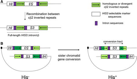 Schematic Of An Intronbased Recombination Assay Involving Inverted